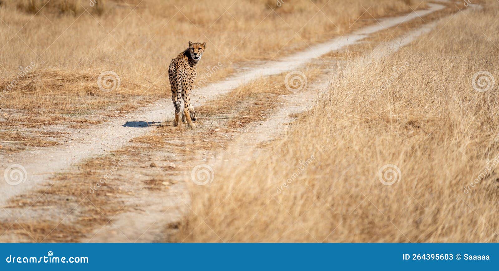 Long Shot of Cheetah Over the Track Looking Back Stock Image - Image of ...