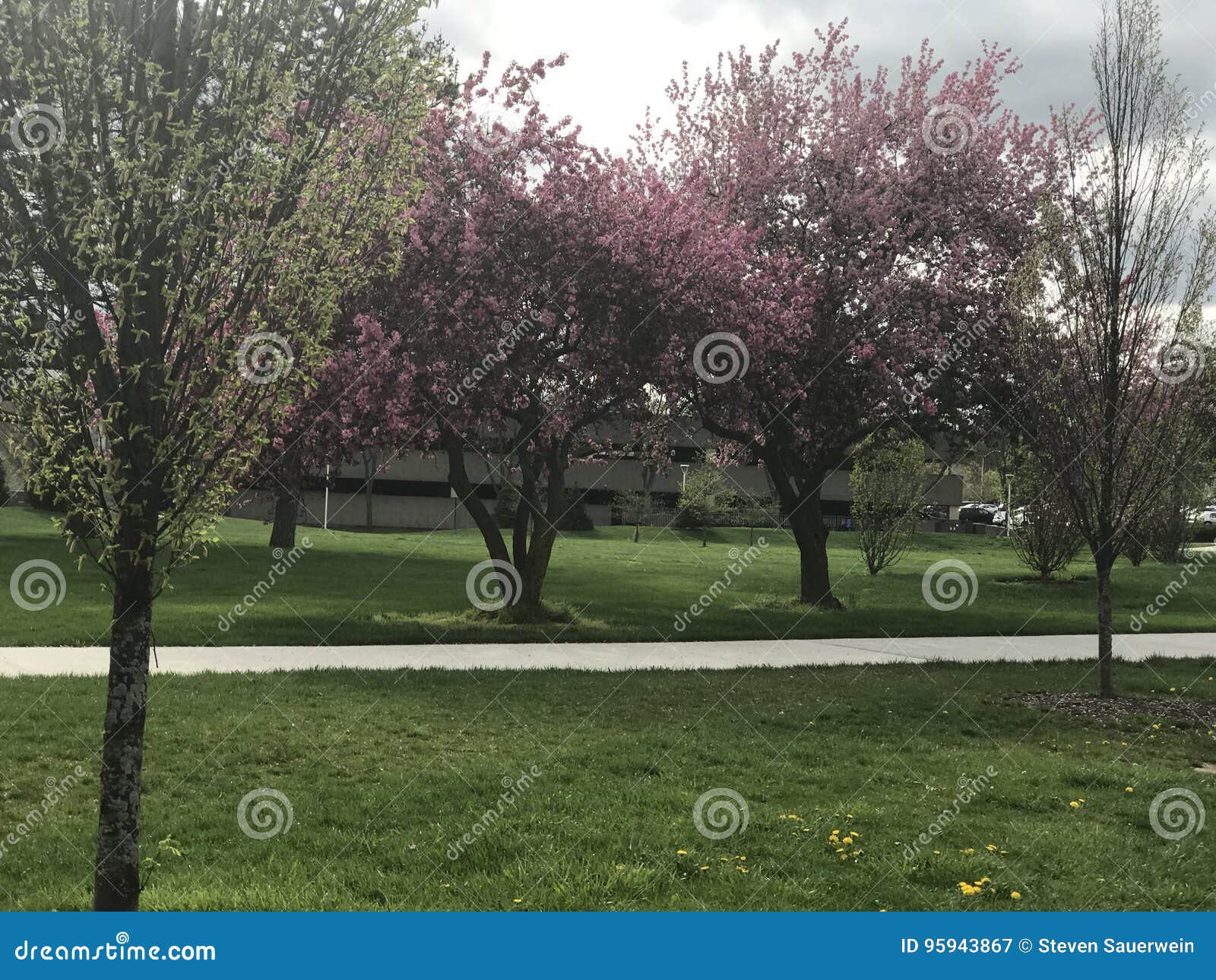 Long shot stock image. Image of shot, trees, long, bloom - 95943867