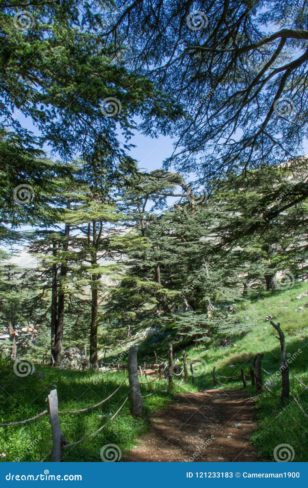 Passage in Arz Forest in North Lebanon Stock Image - Image of branch ...