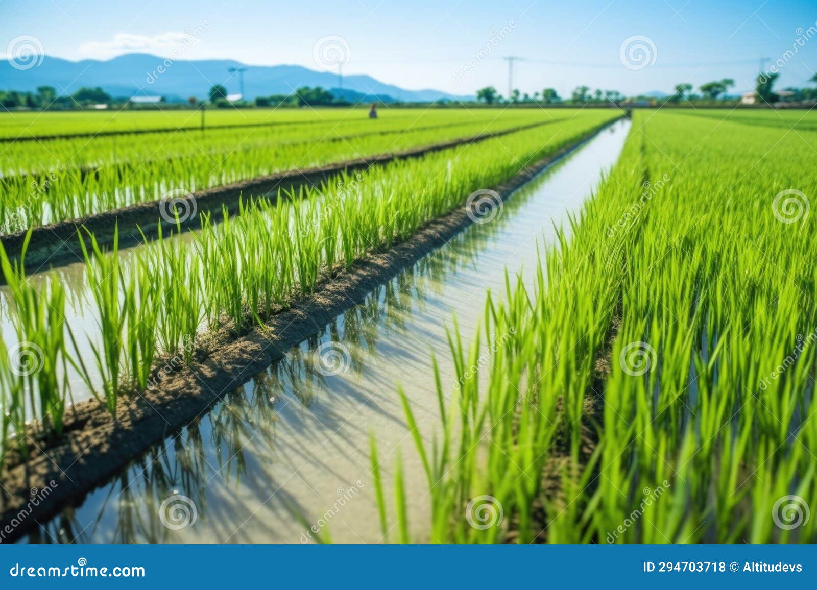 Long Shot of Perfectly Aligned Rows of Rice Plants Stock Photo - Image ...