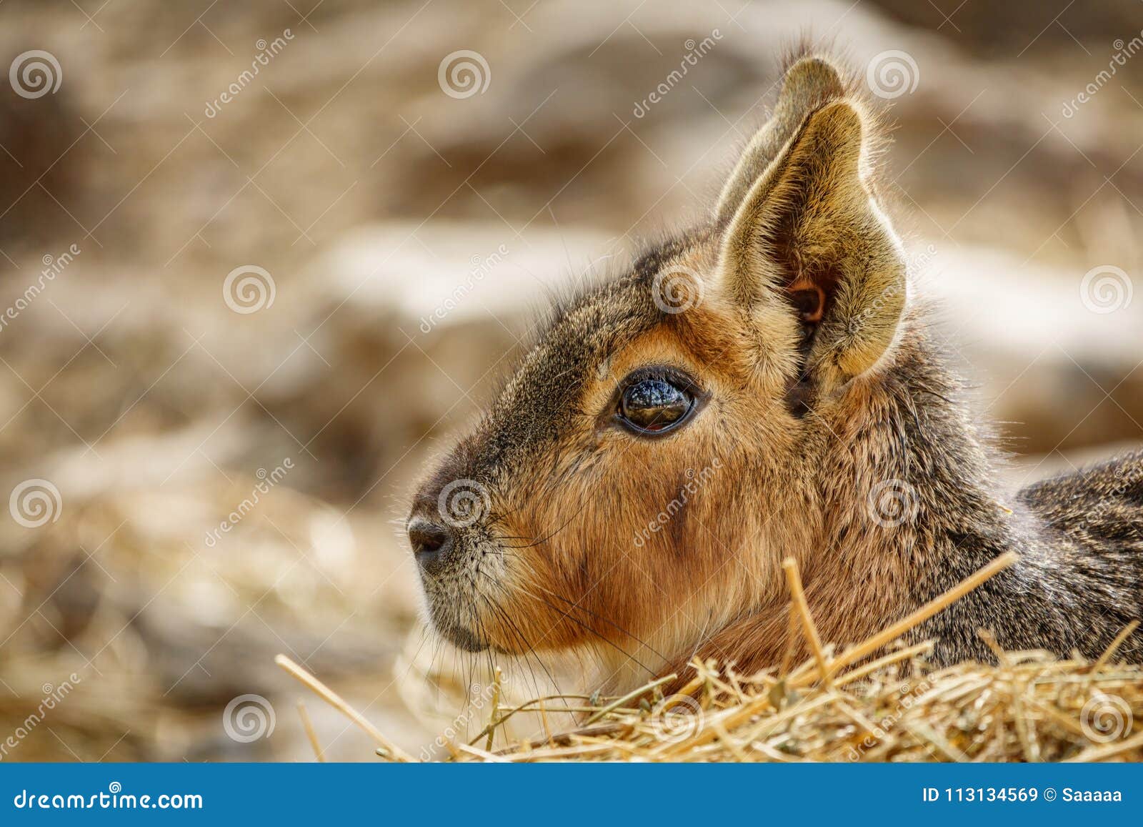 Profile view of hare head stock image. Image of prepared - 113134569
