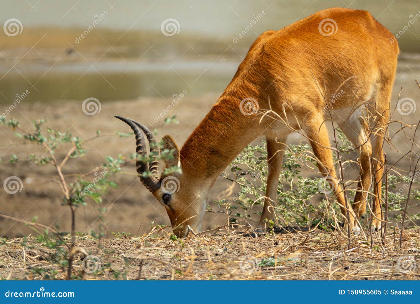 Profile View of Isolated Puku Antelope Feeding Stock Image - Image of ...
