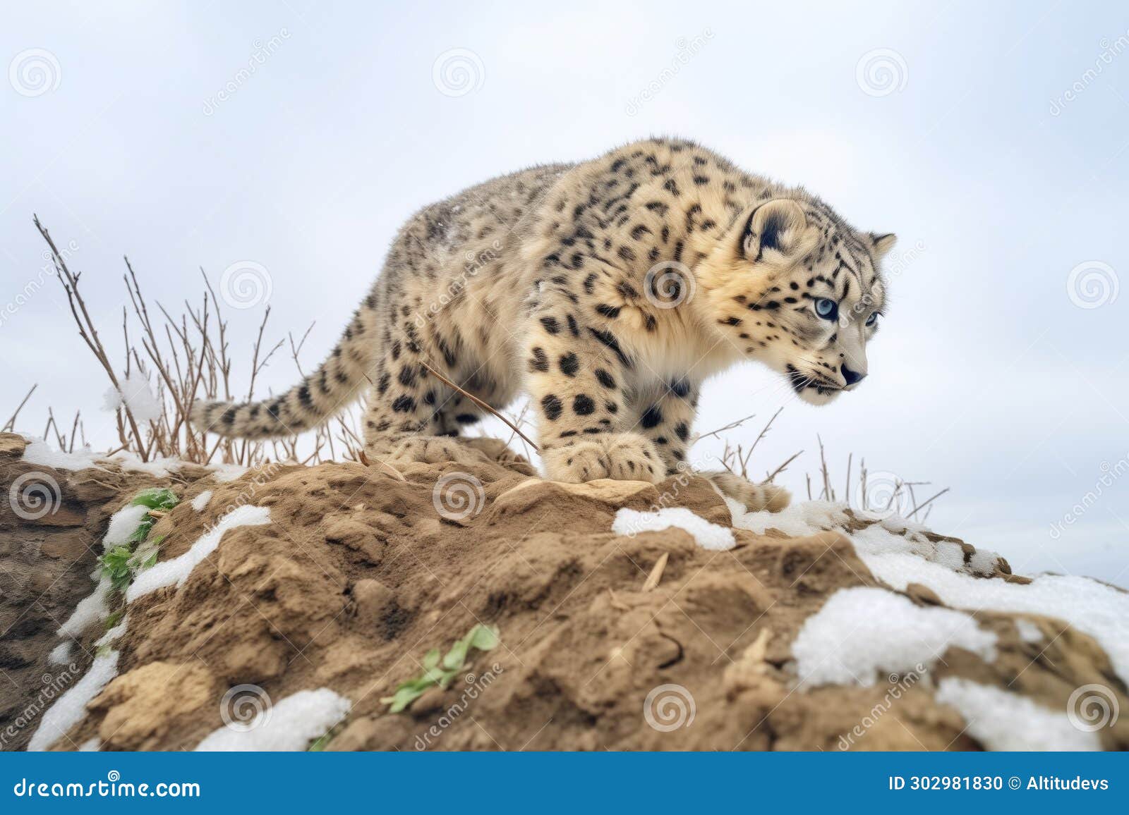 Long Shot Of Snow Leopard Traversing Steep Incline Royalty-Free Stock Image | CartoonDealer.com ...