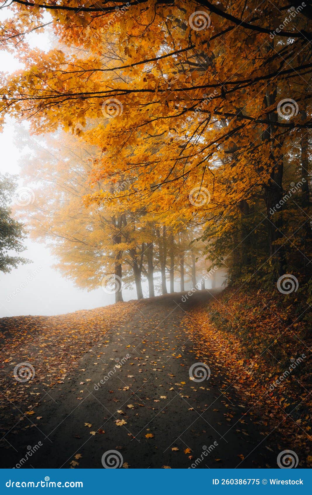 Long Shot of a Tarred Pathway with Autumn Trees Mist Surrounding it ...
