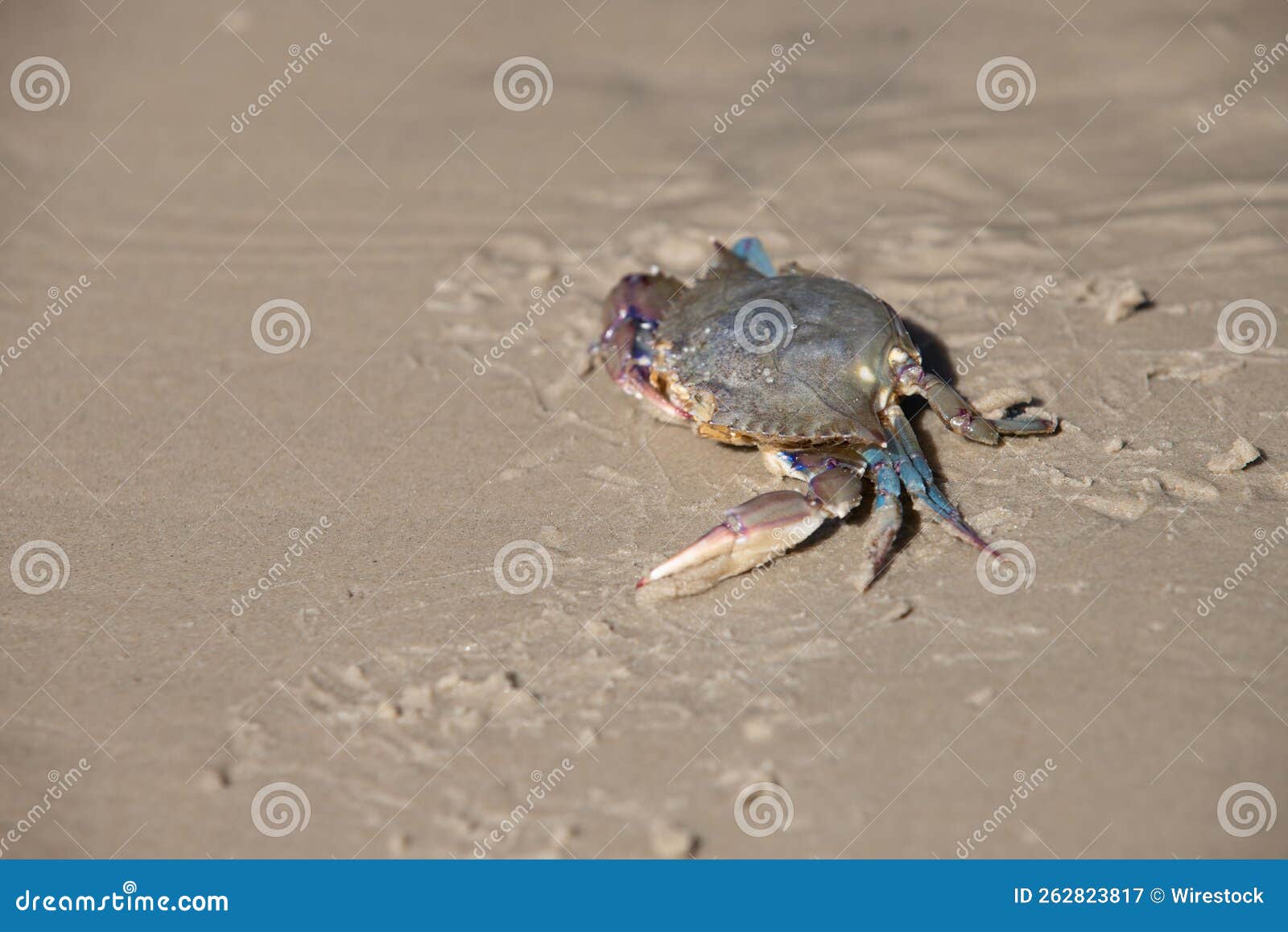 Long Shot of the Top Shell of a Dungeness Crab at the Beach. Stock ...