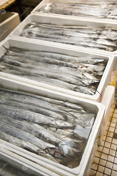 Long silver fish stock image. Image of industries, asia - 28271297