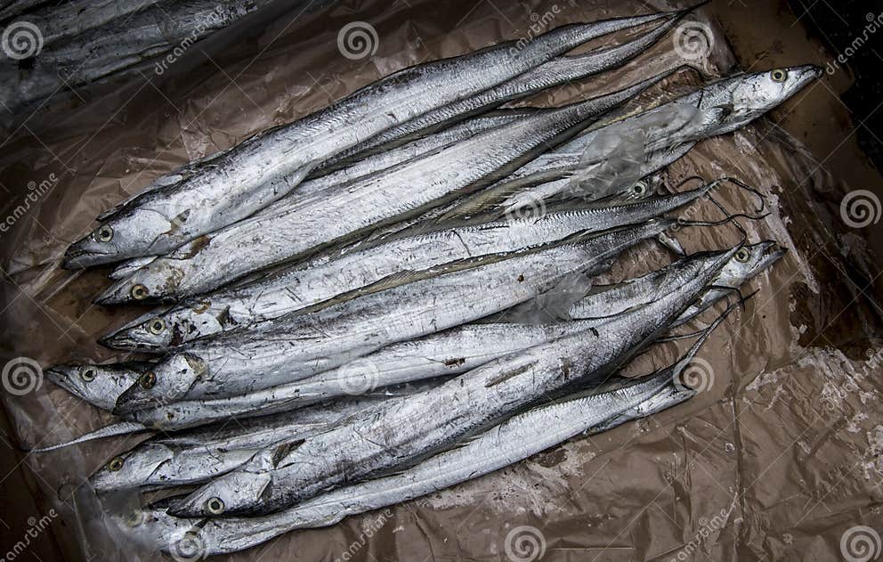 Long silver fish stock photo. Image of population, marketplace - 57018214