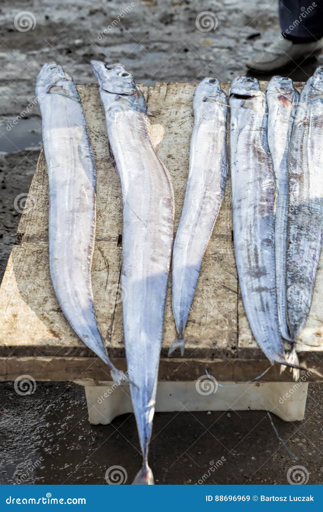 Long silver flat fish stock image. Image of ingredient - 88696969