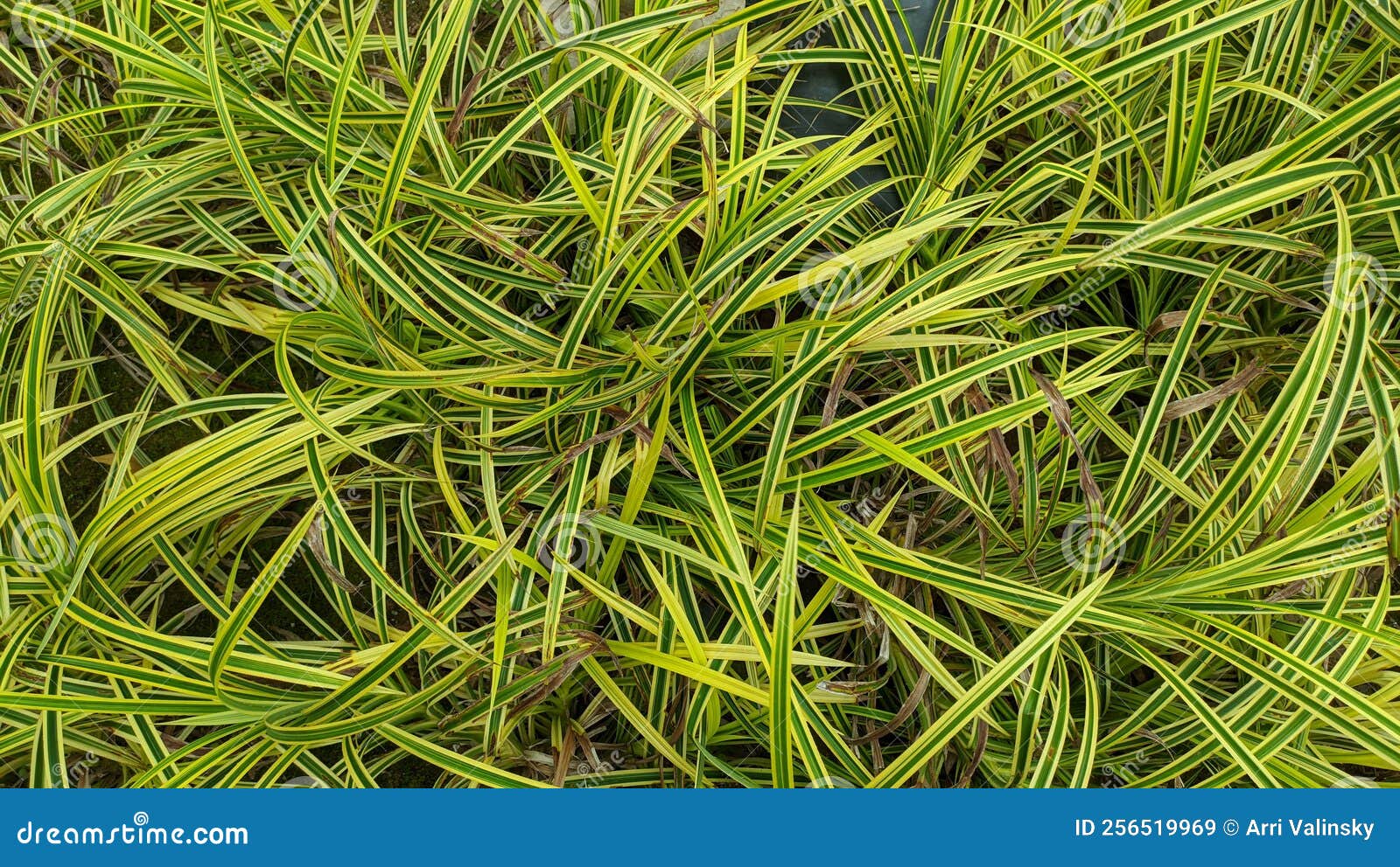 Long and Slender Green Leaves Stock Image - Image of soil, leaf: 256519969