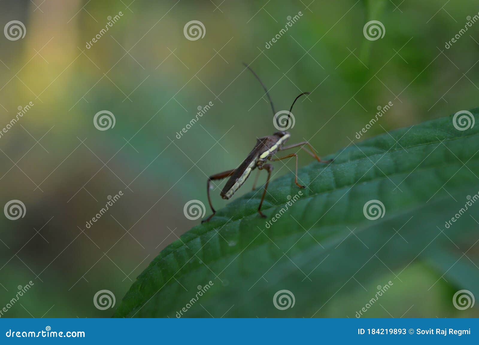 Long Slender Insects on a Leaf Stock Image - Image of leaf, macro ...