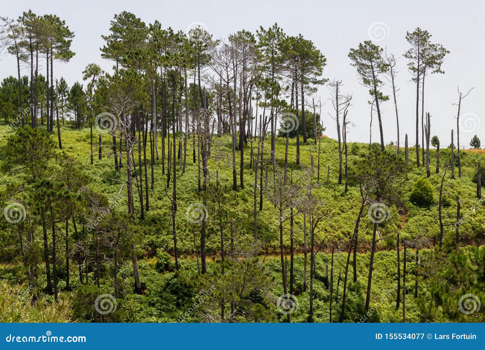 Long and Slender Trees on Hill in Madeira Stock Image - Image of grass ...