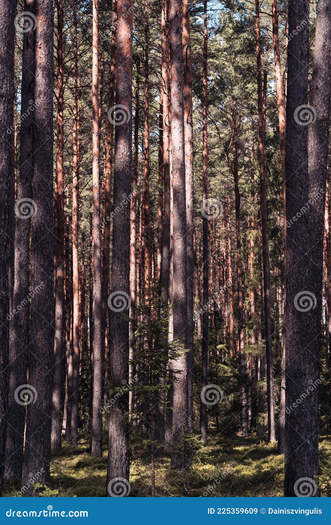 Long, Slender Trunks of Pine Trees Stock Image - Image of natural, game ...