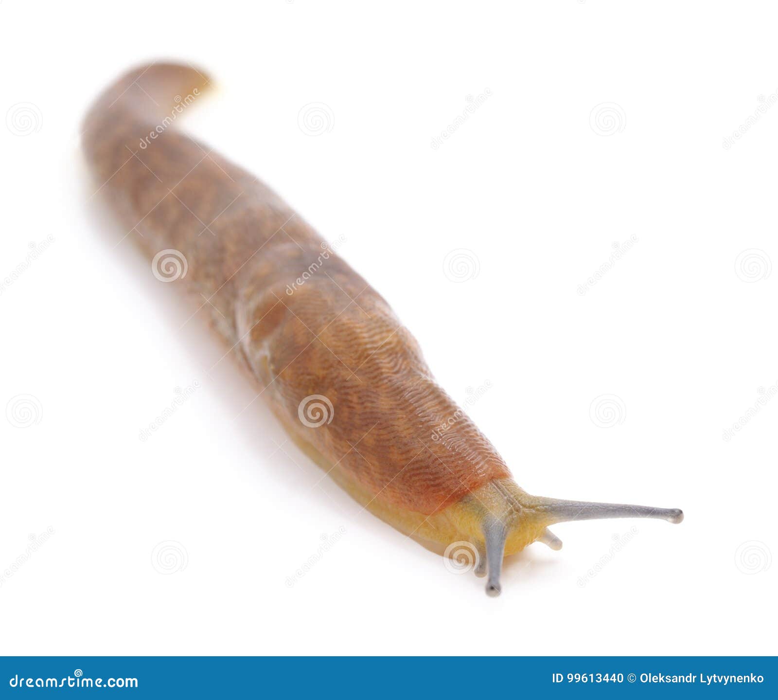 Long snail. stock photo. Image of long, invertebrate - 99613440