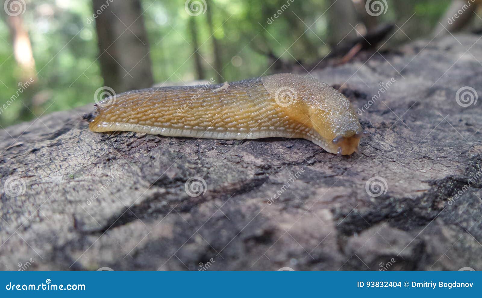 Long snail on the tree stock photo. Image of forest, crawling - 93832404