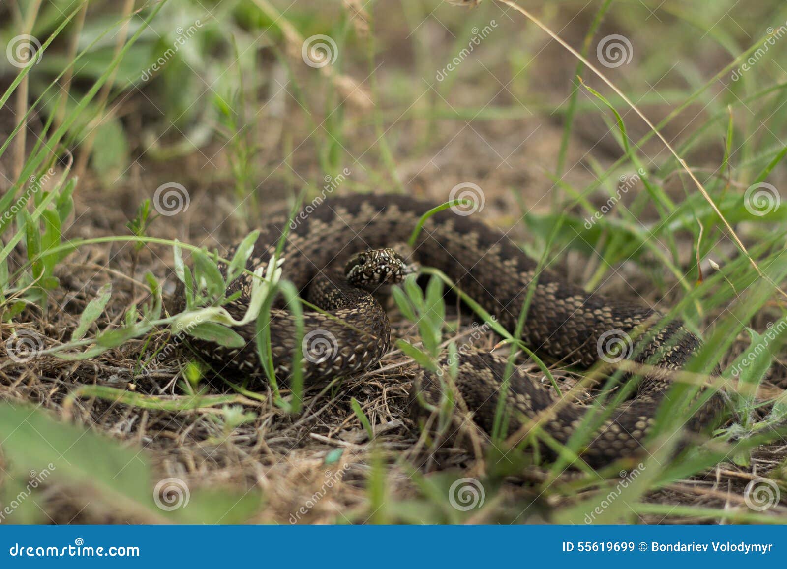 Long snake stock image. Image of spiral, creature, green - 55619699