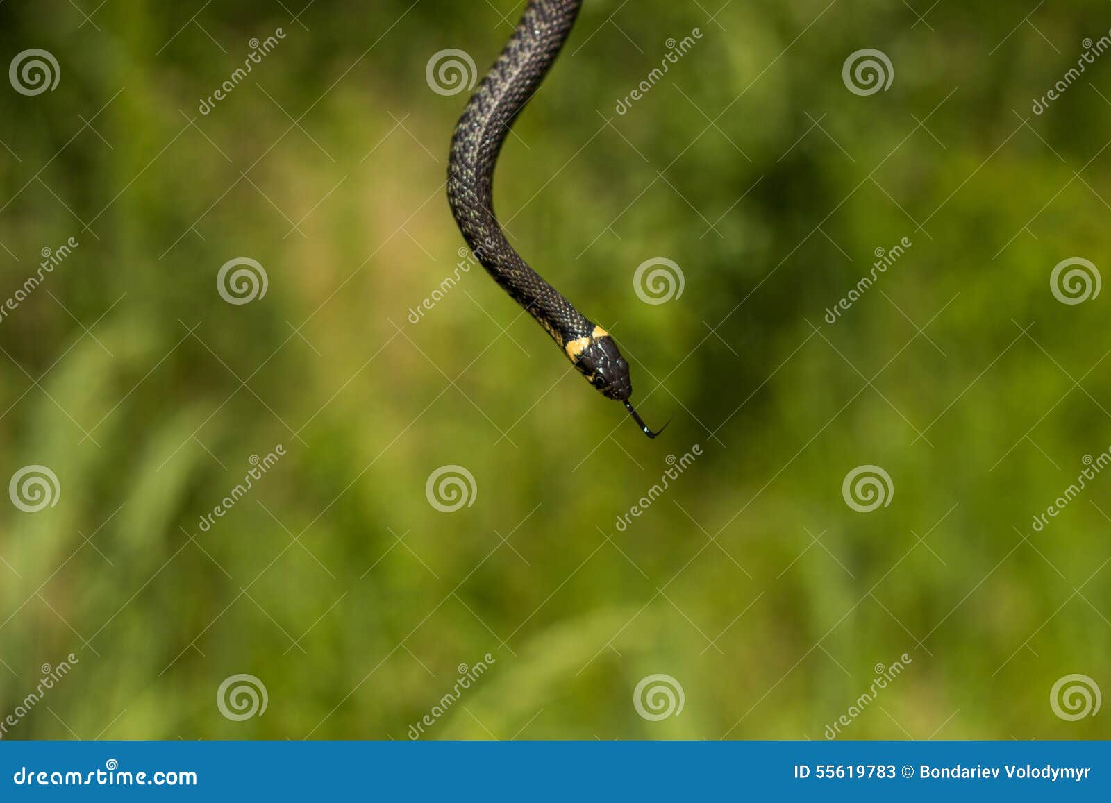 Long snake stock image. Image of caught, forest, closeup - 55619783