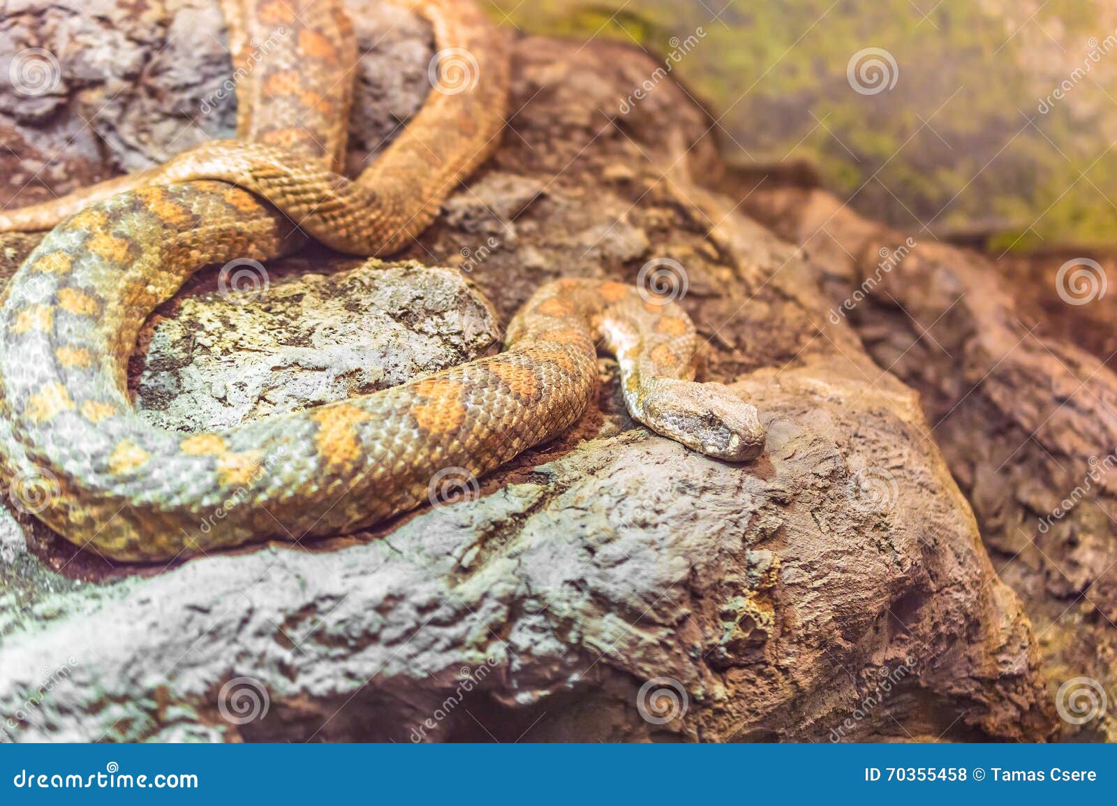 Long Snake Looks at the Tree Stock Photo - Image of brown, attack: 70355458