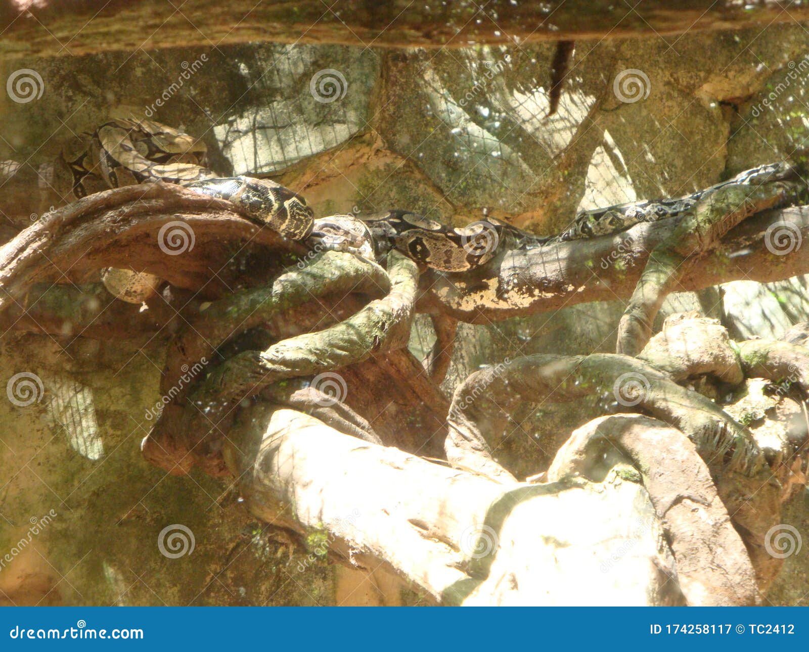 Long snake on a tree stock image. Image of camouflaged - 174258117