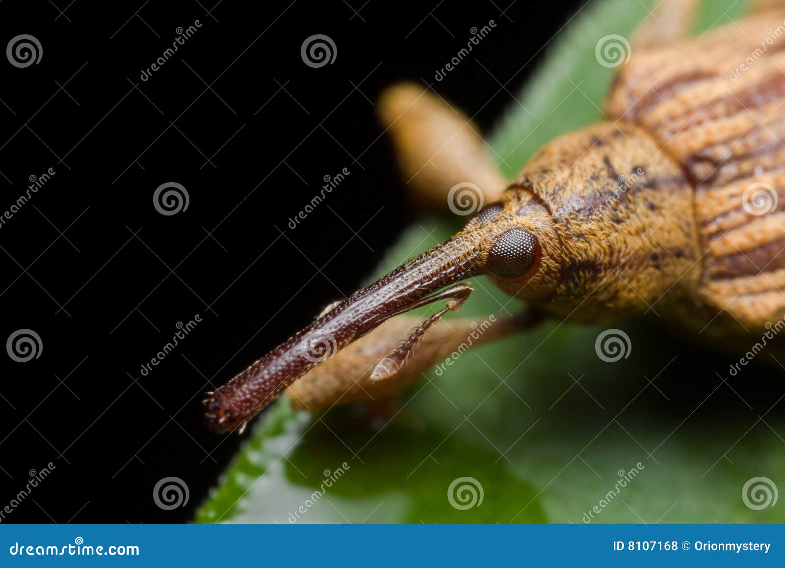 Long snout weevil stock photo. Image of leaf, beetle, close - 8107168