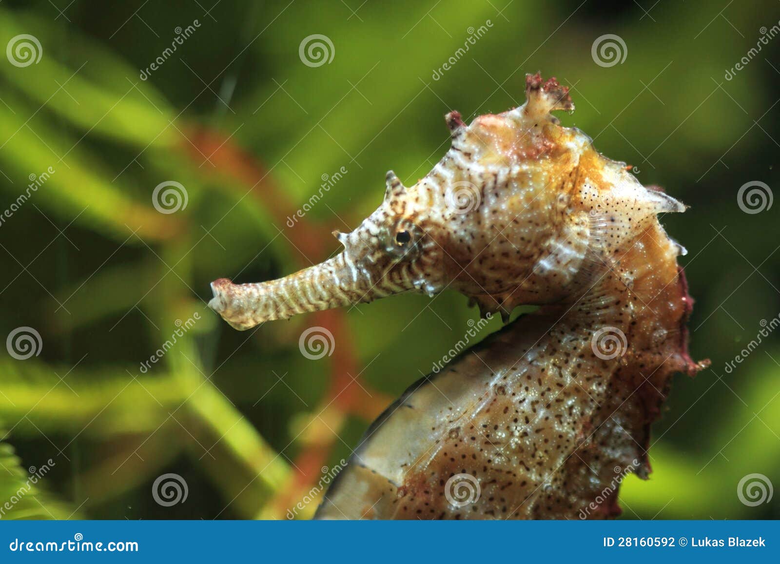 Long-snouted seahorse stock photo. Image of marine, life - 28160592