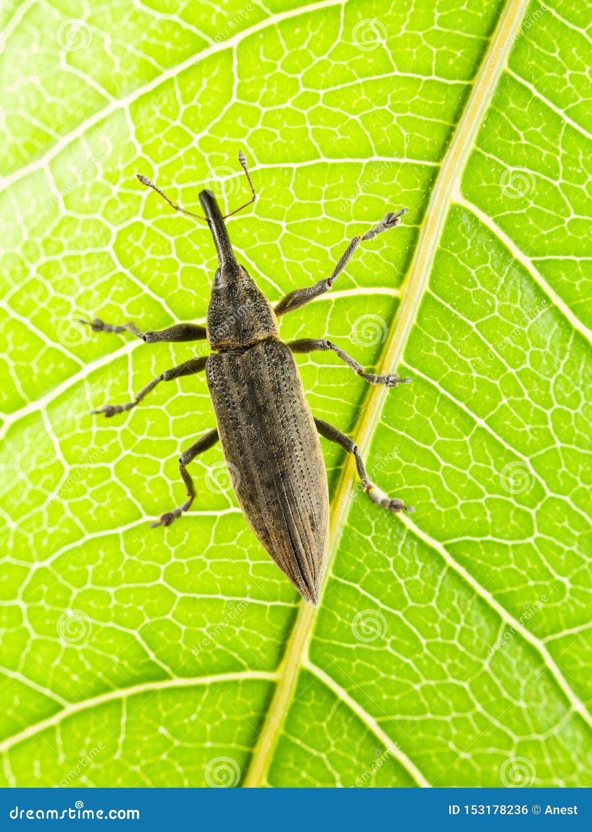 Long Snouted Weevil on Leaf Stock Photo - Image of long, beetle: 153178236