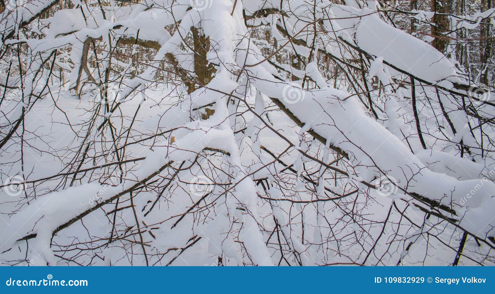 The Heavy Snow Bent the Branches of the Trees Stock Image - Image of ...
