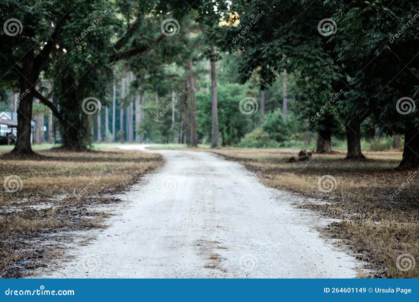 A Long Southern Dirt Road with Green Trees Stock Image - Image of ...