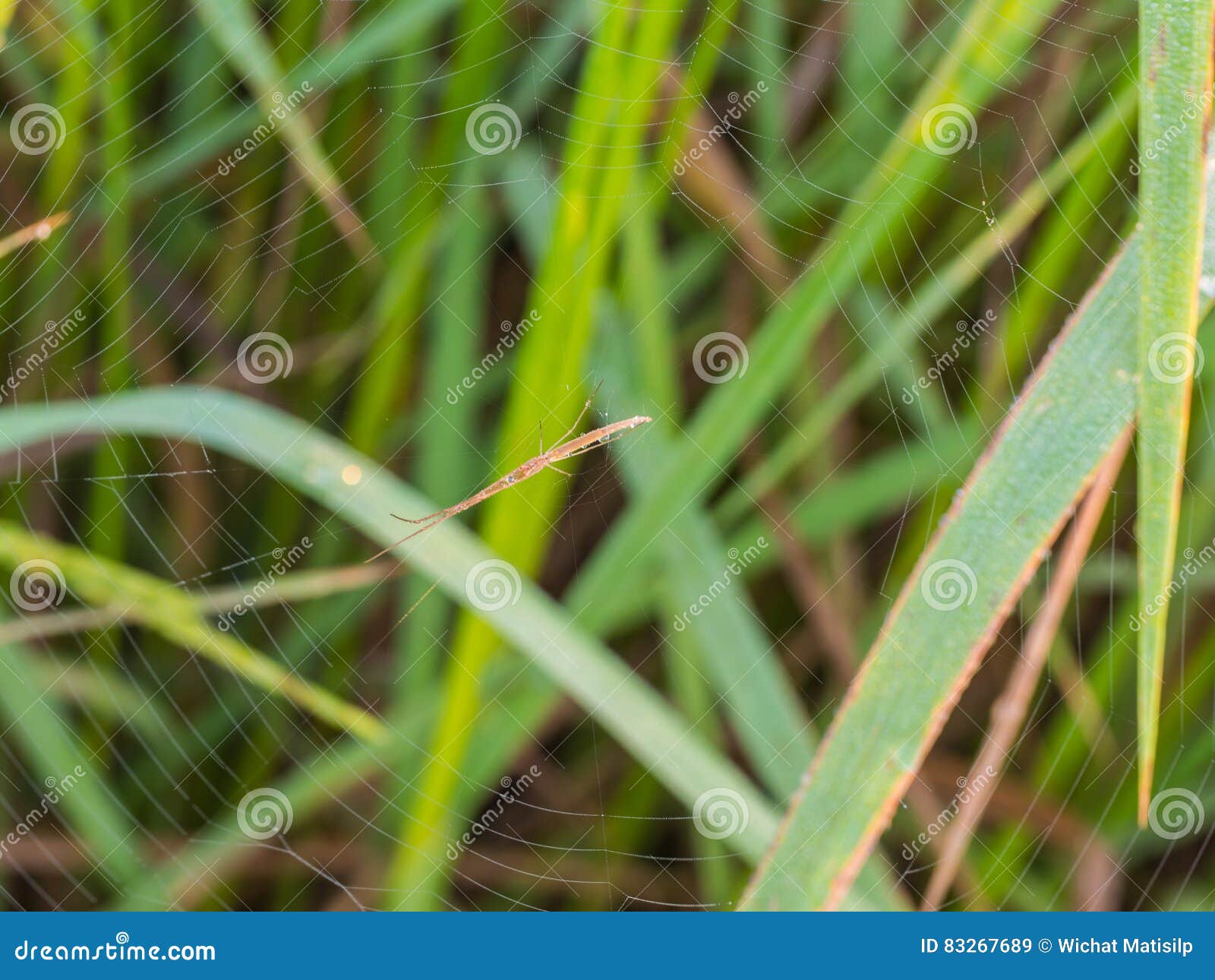 Long Leg Spider Silhouette Isolated On Dark Background Stock ...