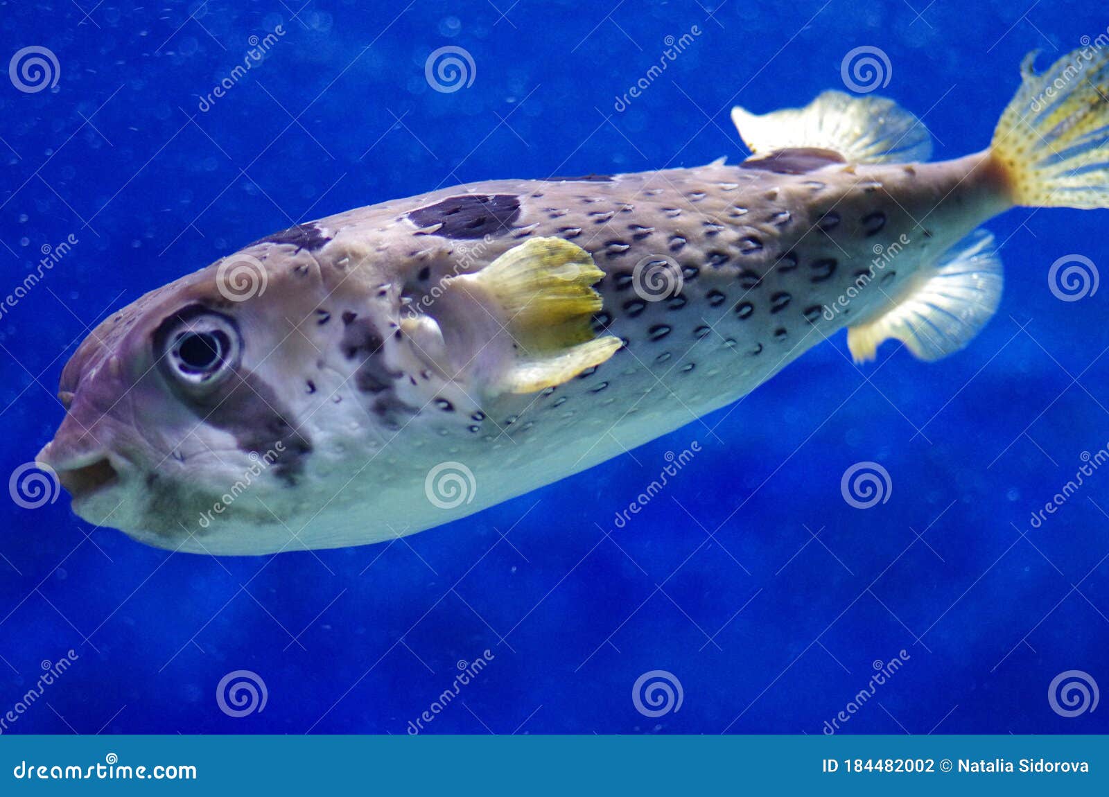 Long-spine Porcupine Fish in Water Stock Photo - Image of view ...