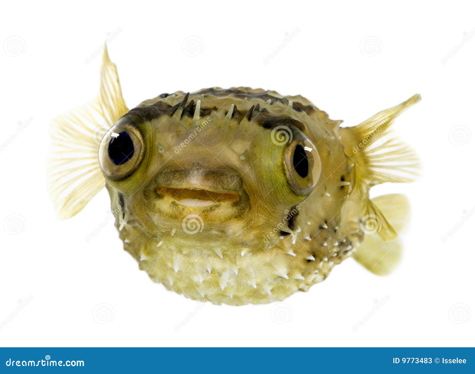 Long-spine Porcupinefish Also Know As Spiny Balloo Stock Image - Image ...