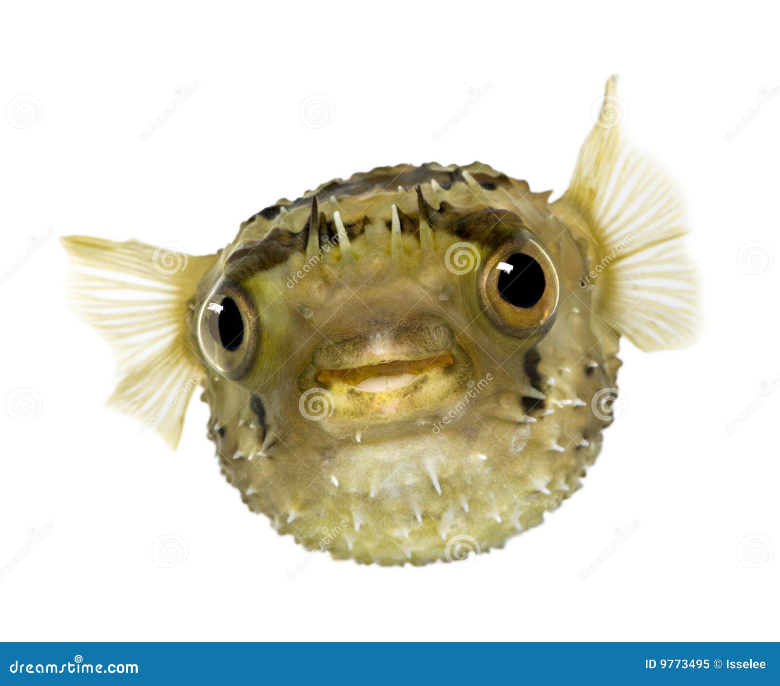 Long-spine Porcupinefish Also Know As Spiny Balloo Stock Image - Image ...