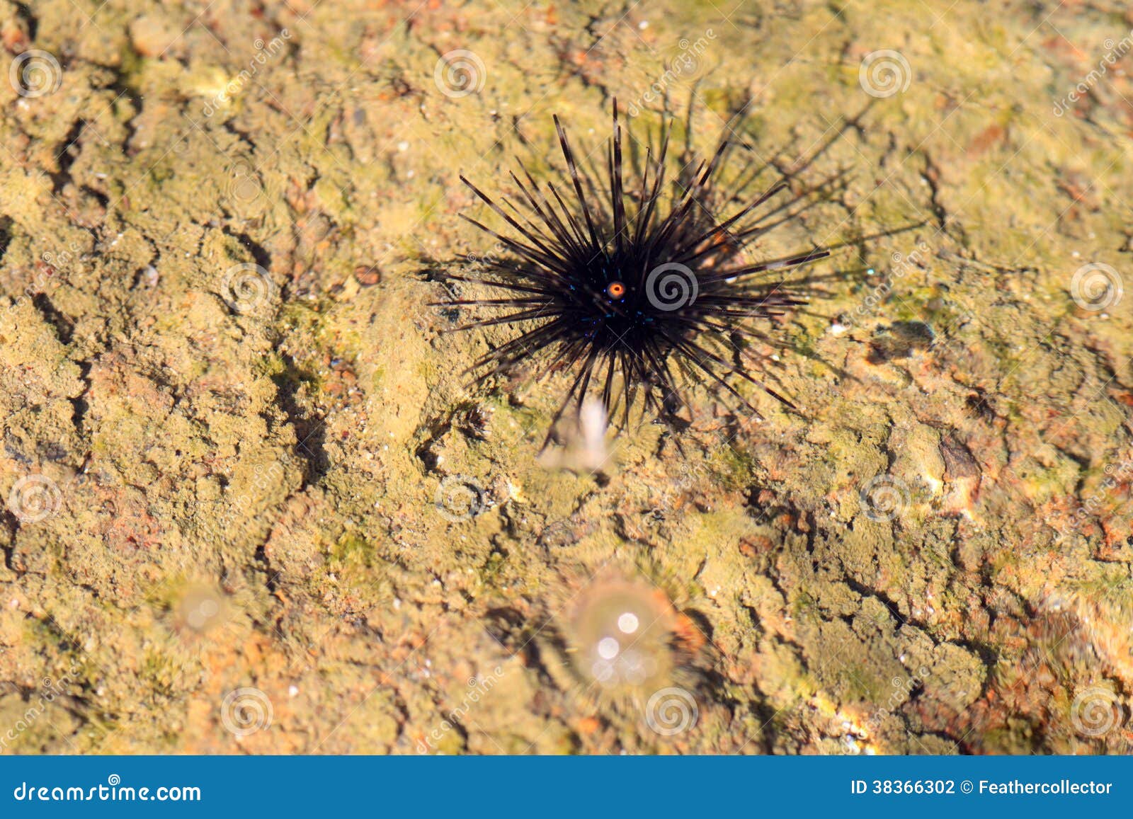 Long-spined oursin photo stock. Image du garnement, japon - 38366302
