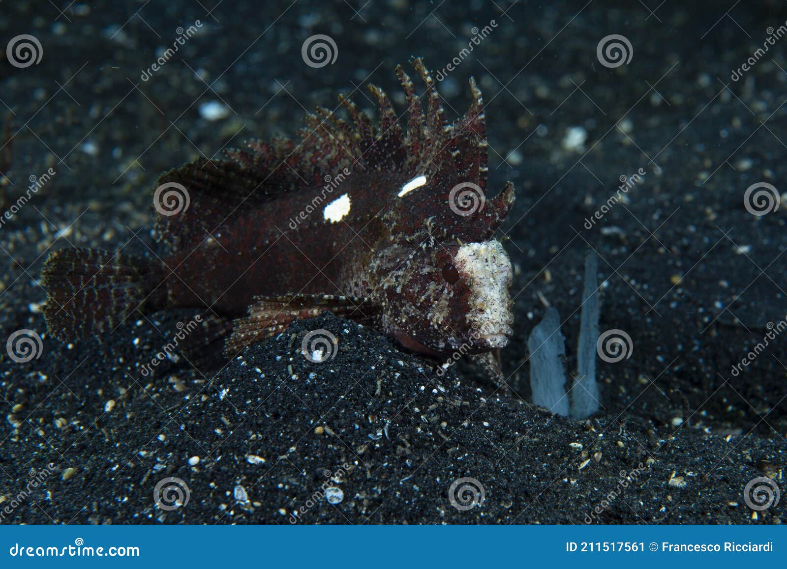 Long-Spined Waspfish Paracentropogon Longispinis Stock Image - Image of ...