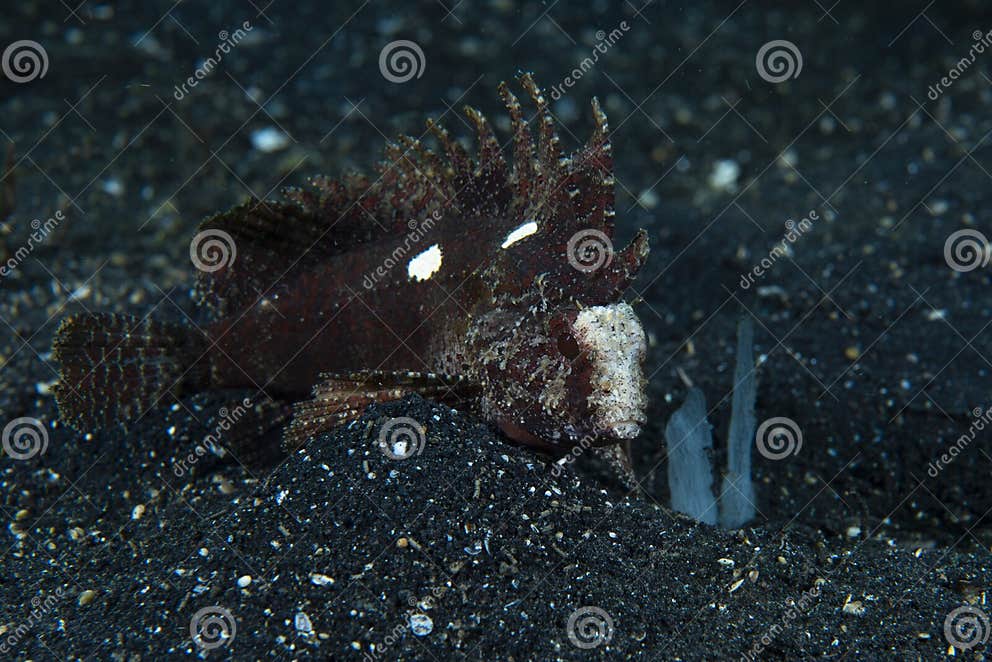 Long-Spined Waspfish Paracentropogon Longispinis Stock Image - Image of ...