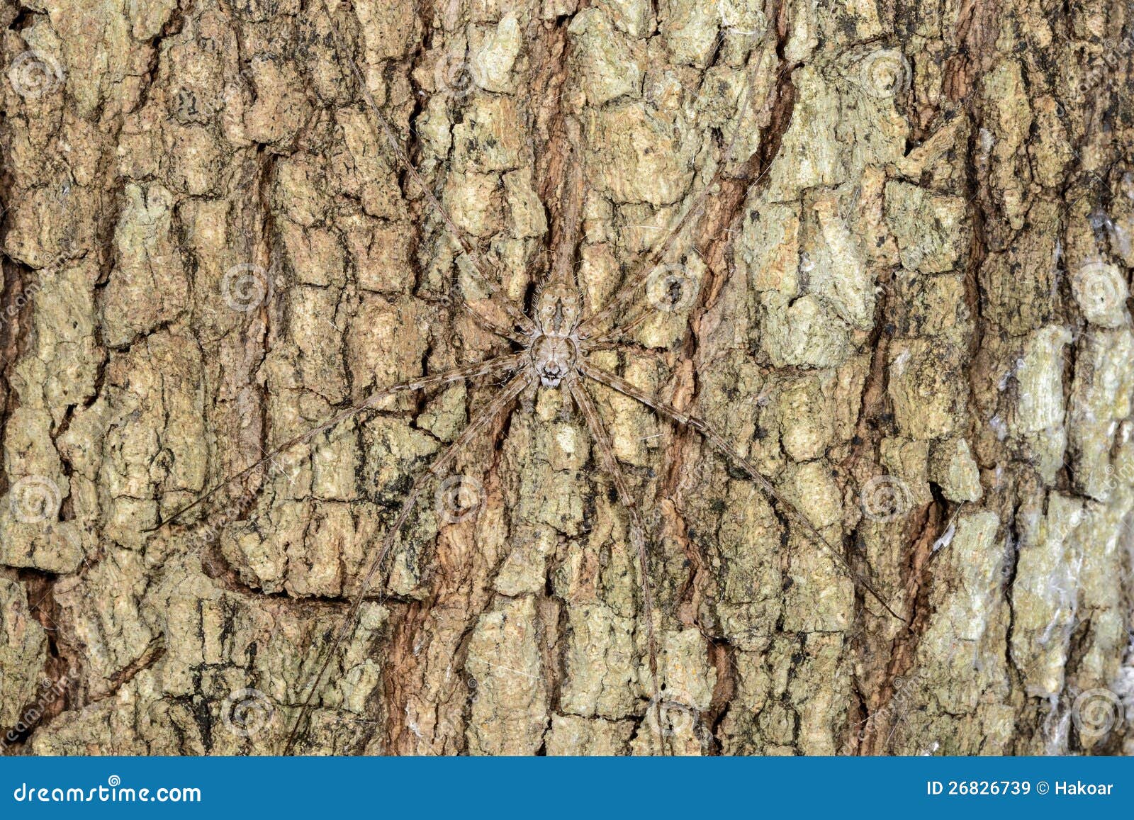 Long-spinnered Bark Spider, Tsingy De Bemahara Stock Image - Image of ...