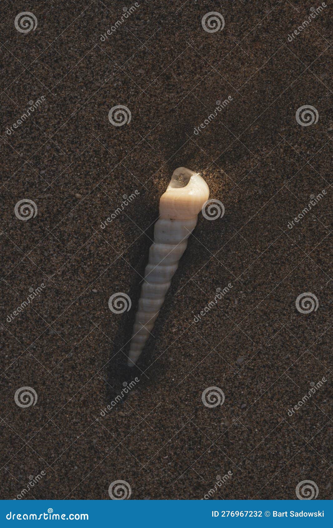 Long Spiral Seashell Illuminated at Base Stock Photo - Image of animal ...