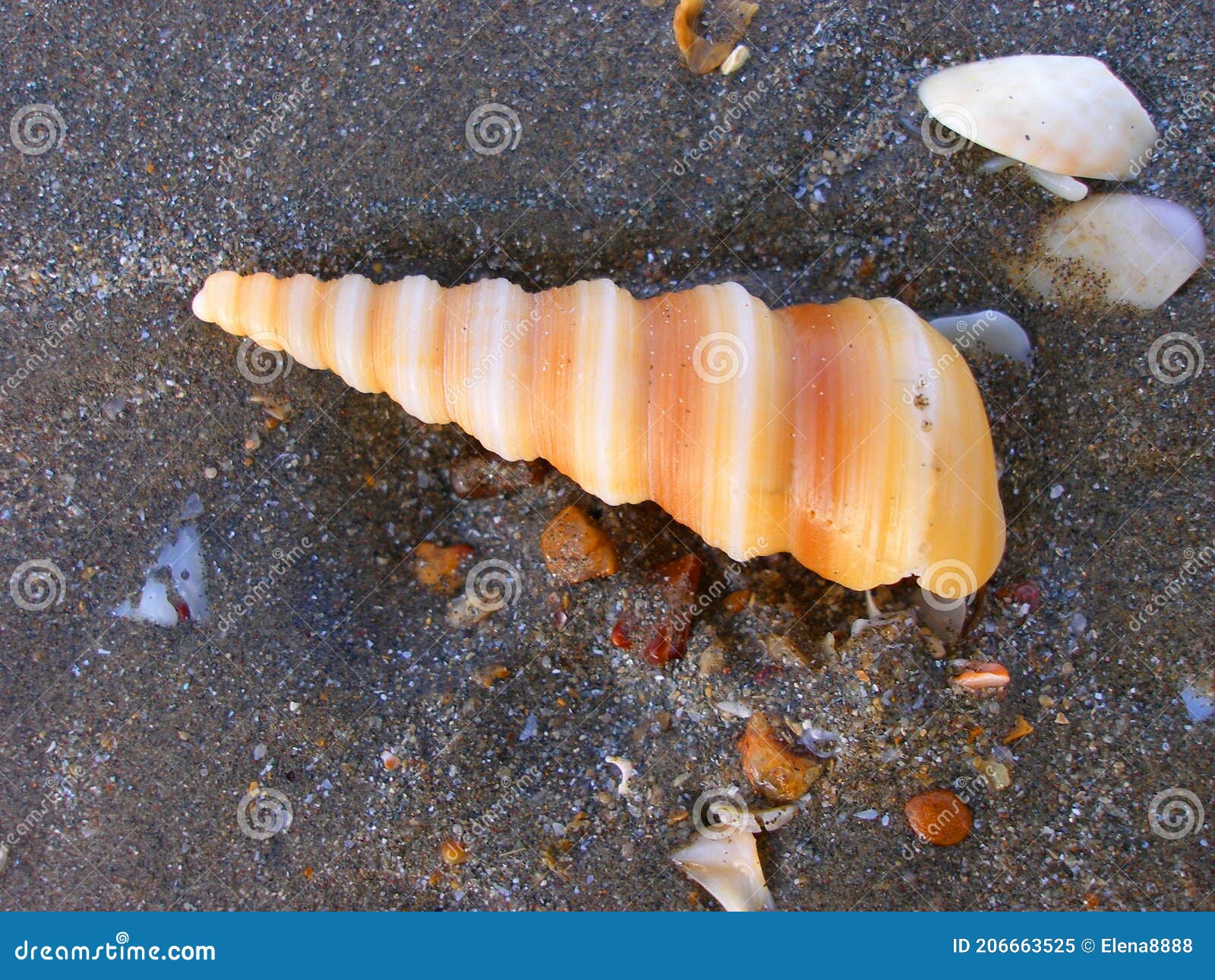 Long Spiral Shell in the Sand Stock Image - Image of freshness, concept ...