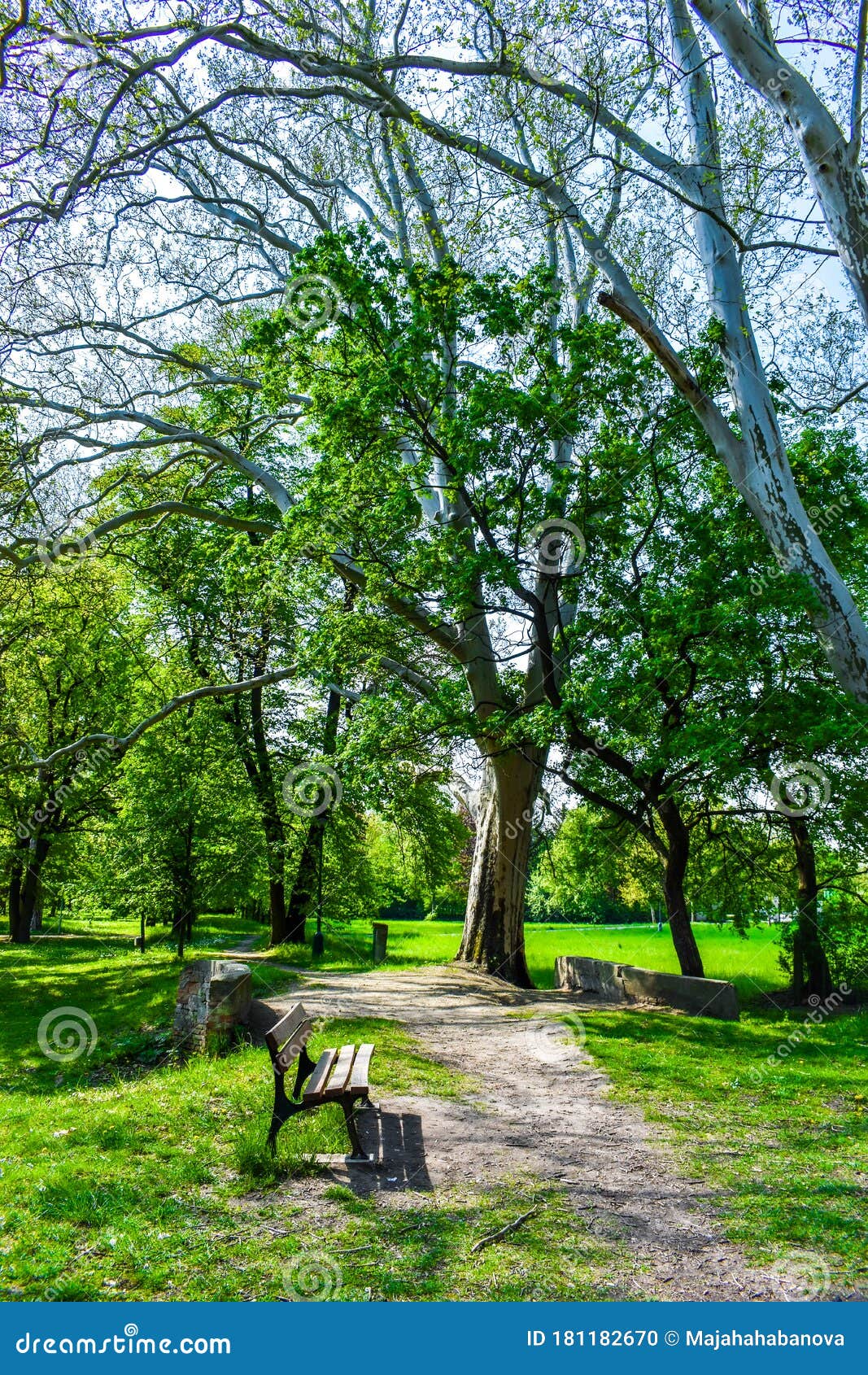 Spring nature stock photo. Image of green, trees, walk - 181182670