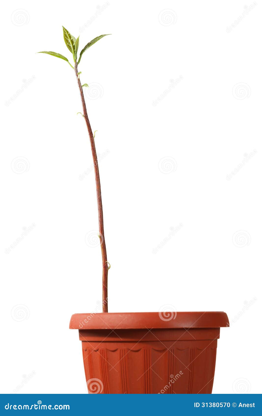 Long sprout in red pot stock photo. Image of houseplant - 31380570
