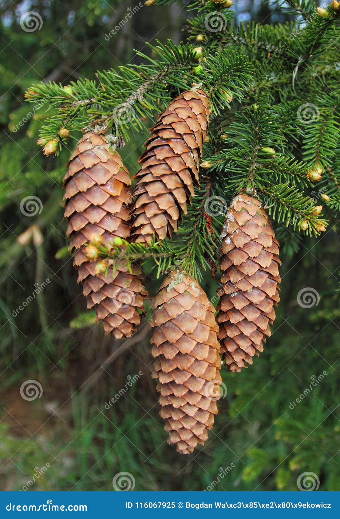 Long Spruce Cones on Branch Picea Tree in Forest Stock Image - Image of ...