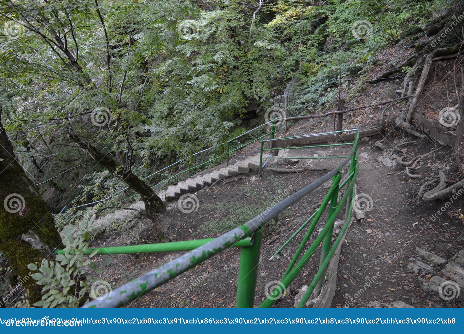 Long Staircase in the Forest Stock Photo - Image of establishmentnn ...