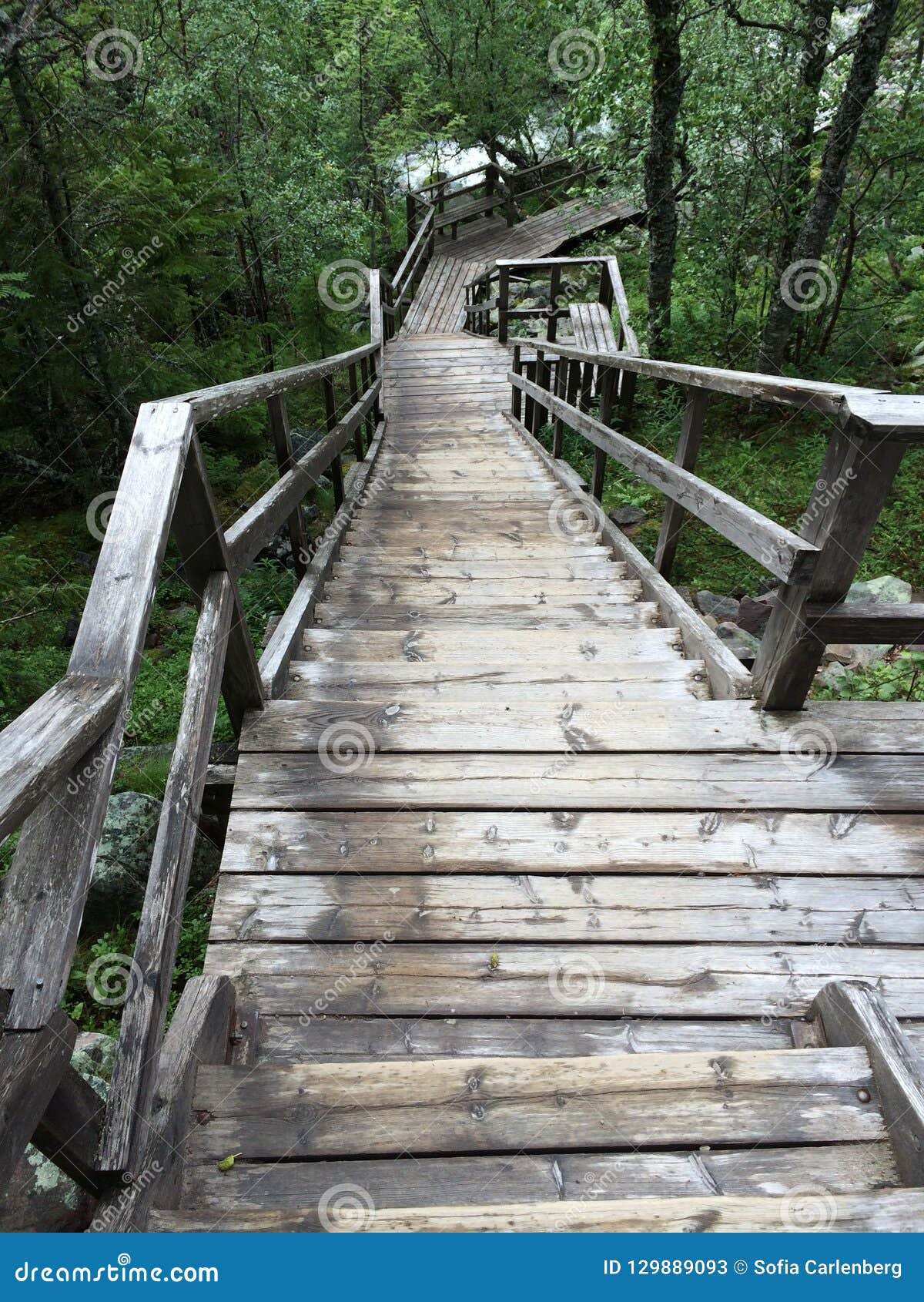 Long Stairs with Many Steps in Sweden Stock Image - Image of waterfall ... Long Stairs with Many Steps in Sweden Stock Image - Image of waterfall ...