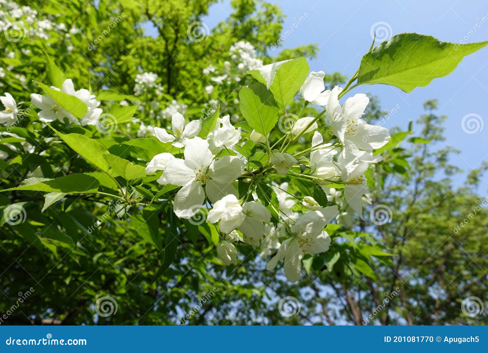 Long Stalks with White Flowers of Apple in April Stock Photo - Image of ...