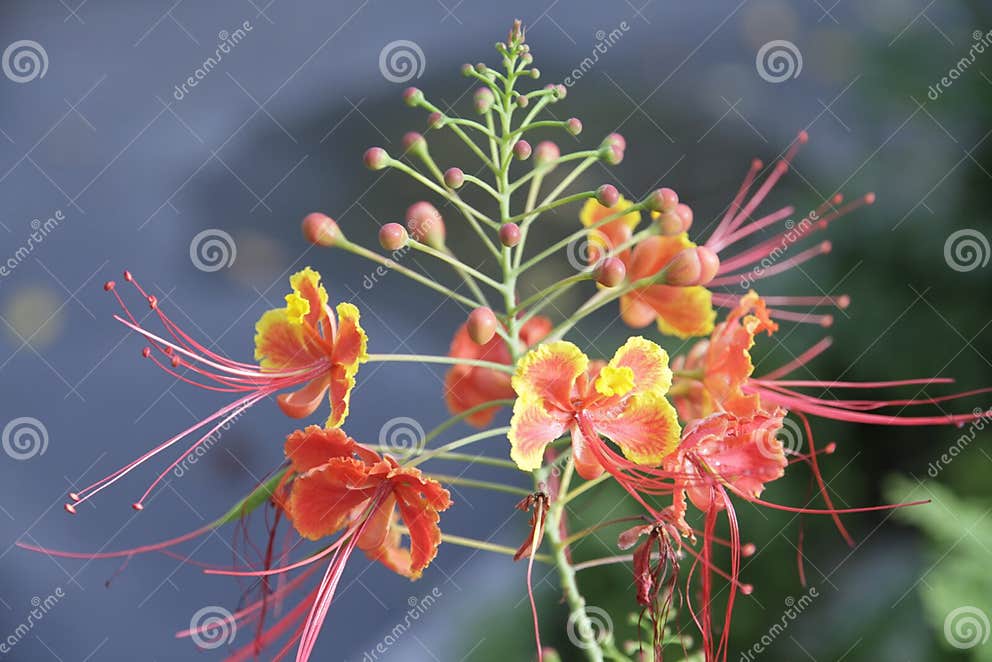 Long Stamen Flower stock image. Image of orange, garden - 26511185
