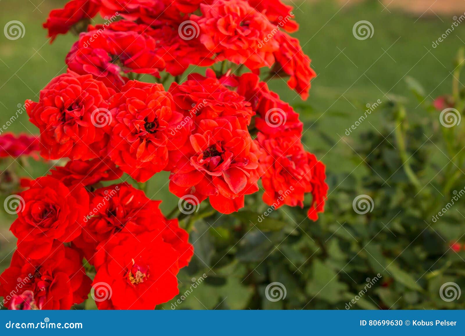 Long stem Red rose stock photo. Image of nature, romance - 80699630