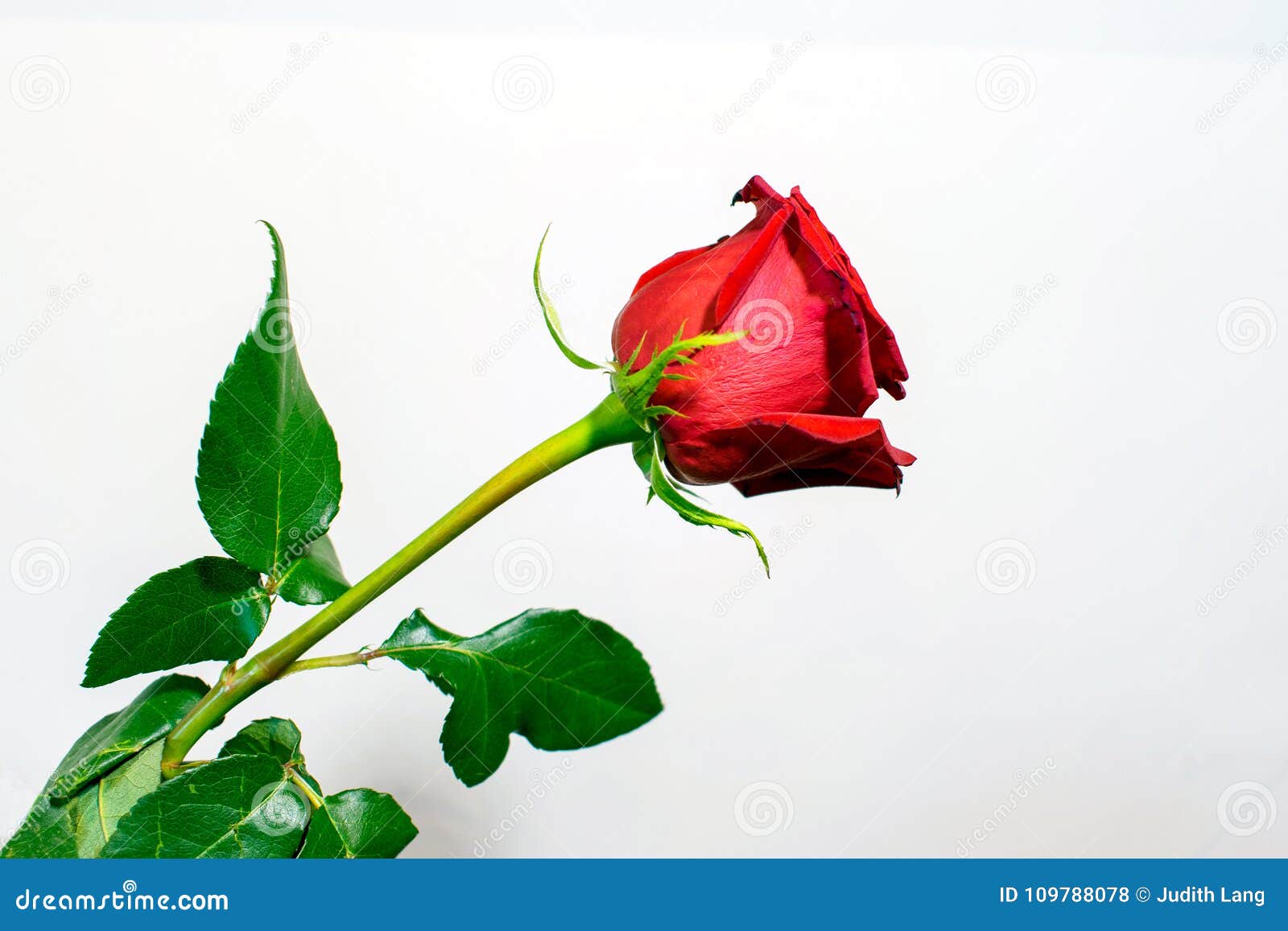 A Long Stem Red Rose with Leaves Stock Photo - Image of bloom, concept ...