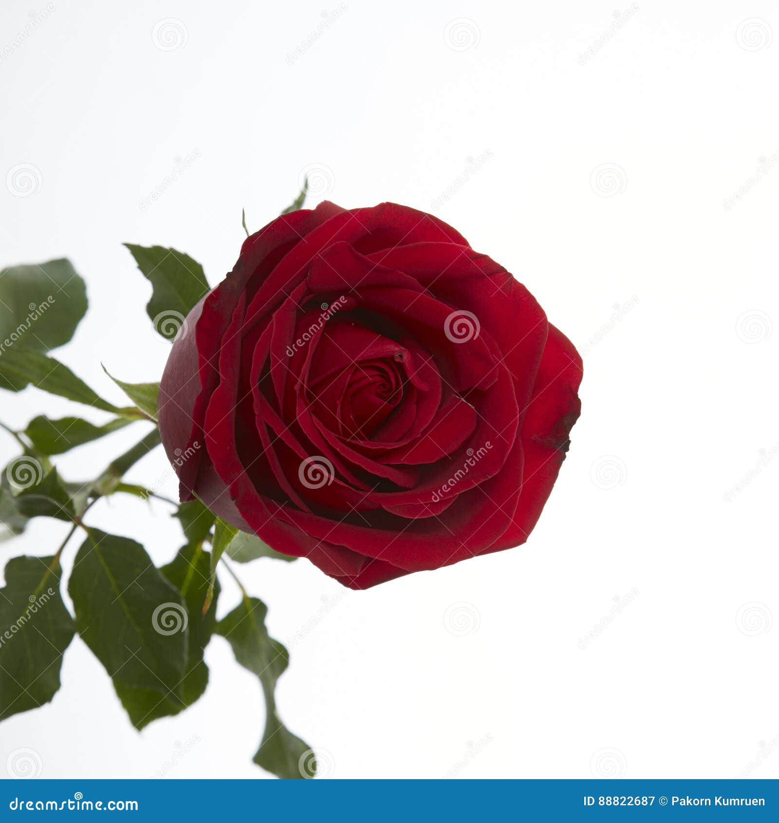 Long Stem Red Rose stock image. Image of color, close - 88822687