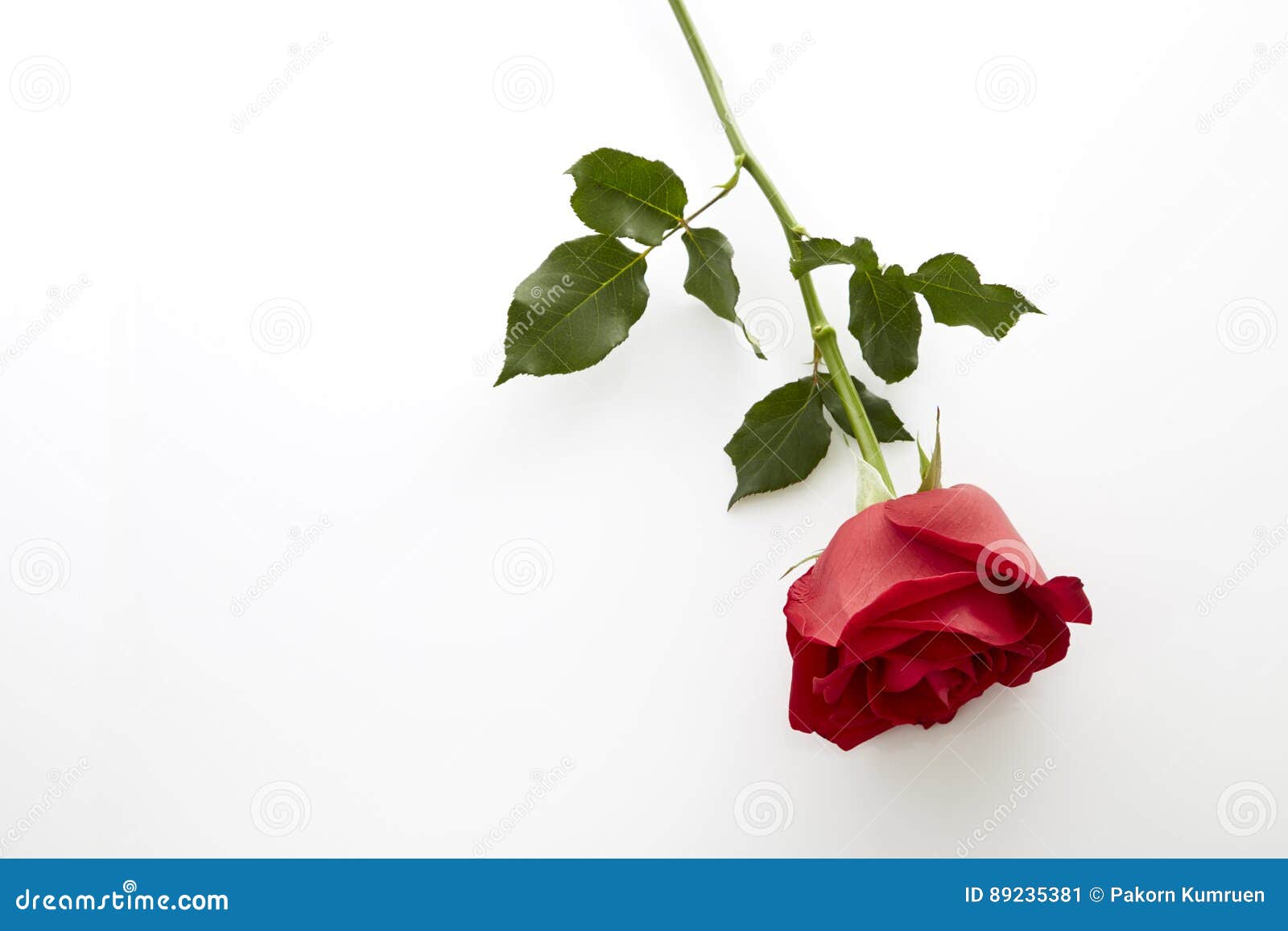 Long Stem Red Rose stock image. Image of background, green - 89235381