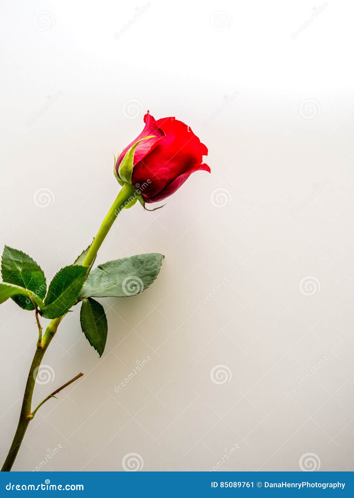 Long Stem Red Rose on White Background Stock Image - Image of love ...
