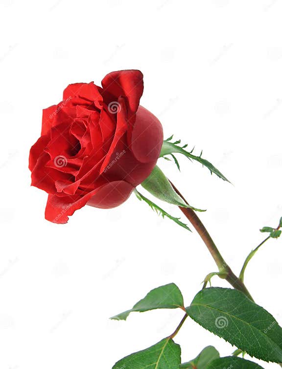 Long Stem Rose stock image. Image of long, backdrop, isolated - 1999549